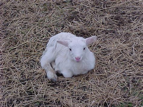 Katahdin And Barbados Hair Sheep