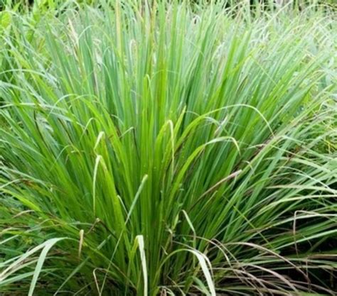 Lemongrass 1 Gal Pot Holy City Plants Llc