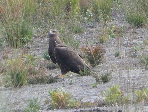 Steppearend Aquila Nipalensis Waarneming Nl