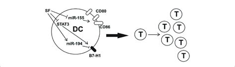 Schematic Representation Of Our Results And Hypothesis Download
