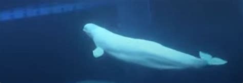 Two Beluga Whales Rescued From Ukraine Arrive In Spain