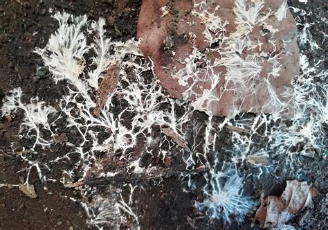 Fixing The Future With Fungus An Unsung Climate Solution Bow Seat