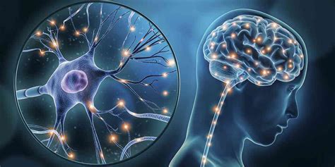 Νευροπλαστικότητα του εγκεφάλου Αριστοτέλης Βάθης Md Msc Ecp Ψυχίατρος • Ψυχοθεραπευτής