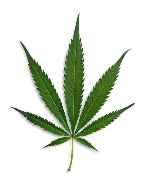 Free Psd Weed Leaf Isolated