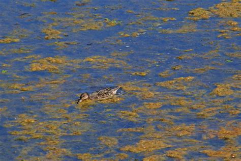 무료 이미지 오리 물새 하늘빛 강청색 액체 무늬 야생 생물 대양 미술 잔디 그림 자연 경관 시각 예술 4582x3055 Ilyayurukin