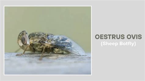 8 Types Of Botfly Bite Habitat Identification With Pictures