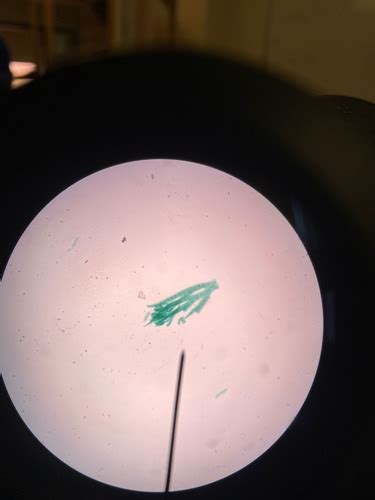 Bio Lab Test 4 Practical Flashcards Quizlet