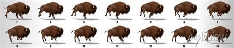 Bison Run Cycle Animation Frames Loop Animation Sequence Sprite Wall