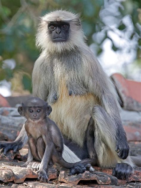 Northern Plains Gray Langur Semnopithecus Entellus