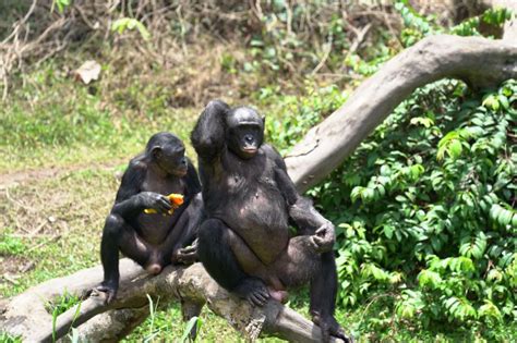 Conservation Primates Nationalgeographic Bonobos Friends Of Bonobos