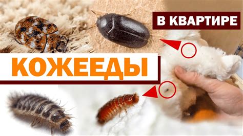 КОЖЕЕДЫ В КВАРТИРЕ: откуда берутся, чем опасны и как от них избавиться ...