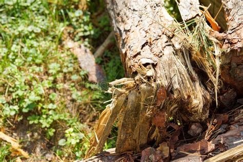 The Old Tree Is Broken Fallen And Lying On The Green Grass Stock Image