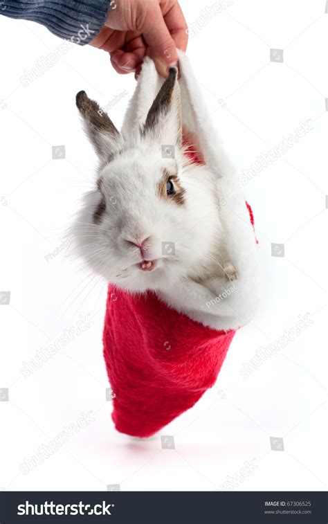 White Fancy Rabbit In Santa Hat Stock Photo 67306525 : Shutterstock