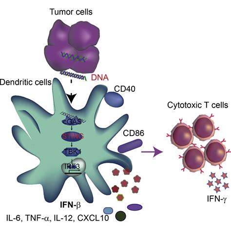 Sting Dependent Cytosolic Dna Sensing Mediates Innate Immune