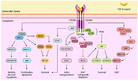 Canonical Tgf β Signaling The Tgf β Signaling Pathway Initiates With Download Scientific