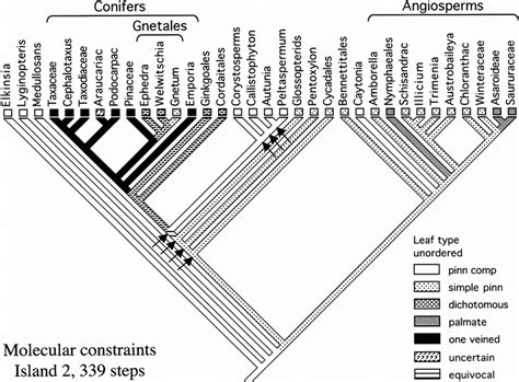 representative tree from island 2 from the analysis with molecular
