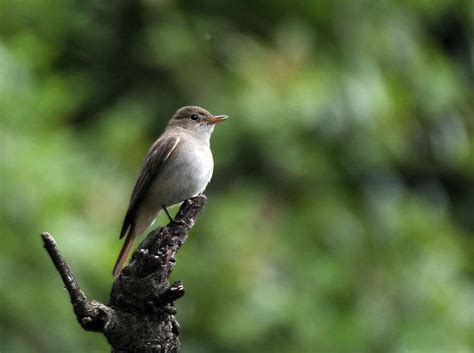 Rusty Tailed Flycatcher Alchetron The Free Social Encyclopedia