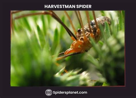 Harvestmen Spiders Unveiling The Myths And Mysteries Spiders Planet