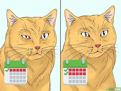 How To Treat Blepharitis In Cats Diagnosis Symptoms And More