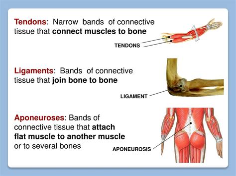 Ppt Body Movements And Muscle Histology Powerpoint Presentation Free