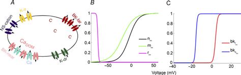 Mathematical Model Of Corticotroph Cellsa Schematic Diagram Of The