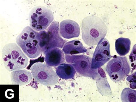 Determining Canine Estrus Stage Via Vaginal Cytology Clinicians Brief