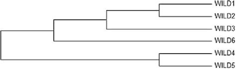 combined dendrogram of both rapd and issr markers download