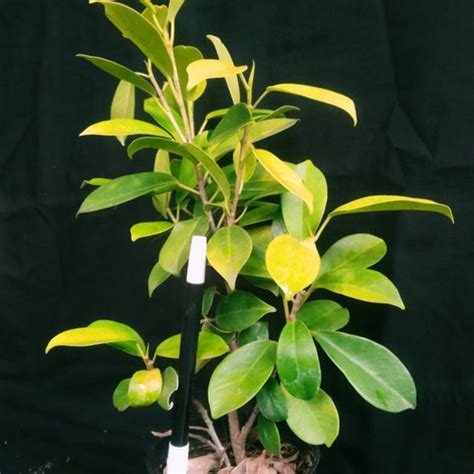Jual Ficus Microcarpa Golden Pandaiprik Golden Gold Bahan Bonsai