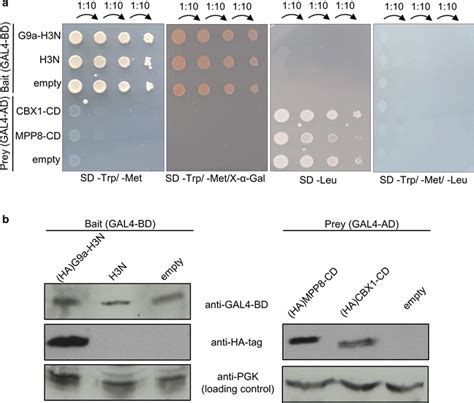 Expression Of Bait And Prey Constructs A Yeast Cells Transformed With