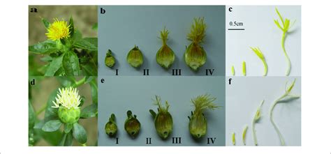 Two Safflower Line And Their Different Floret Developmental Stage