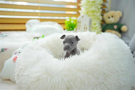 이탈리안그레이하운드분양 사랑스러운 애기 강아지 잉이 웰시코기분양 프렌치불독분양 보스턴테리어분양 이탈리안그레이하운드분양 베들링턴테리어분양 셔틀랜드쉽독분양 코카스파니엘분양