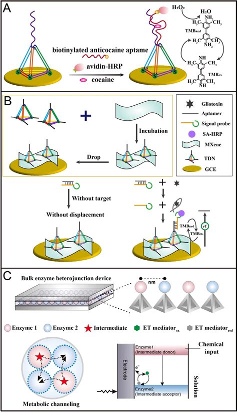 Engineering Of Interfaces With Tetrahedra Dna Nanostructures For Biosensing Applications Xuan