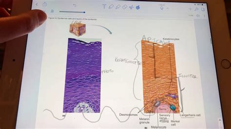 5a Integumentary Youtube