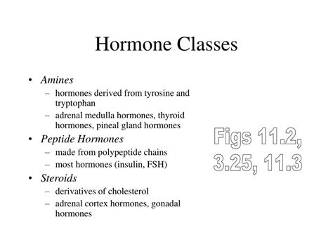 Ppt Endocrinology Powerpoint Presentation Free Download Id947287