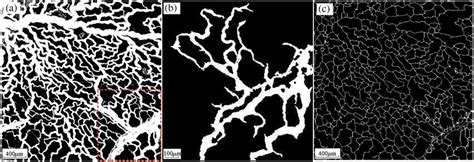 A Binary Image Of Chicken Embryo Vessels Obtained By An Absolute Download Scientific Diagram