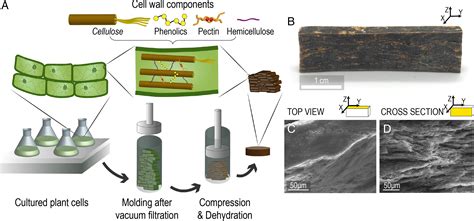 Cellulose Cell Wall Function