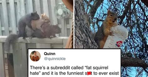 30 Funniest Pictures From Fat Squirrel Hate — An Internet Group That Exists Solely To Roast