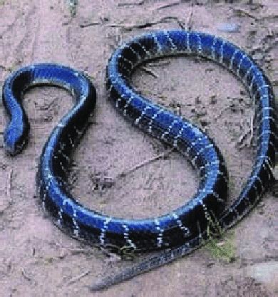 Common Krait Bungarus Caeruleus Found In The Indian Subcontinent