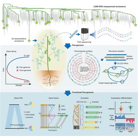 Chinese Scientists Construct High Quality Graph Based Soybean Genome