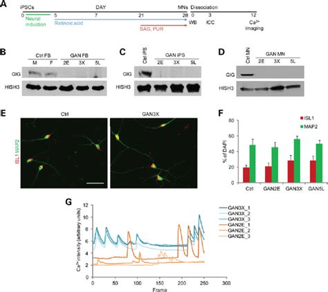 Generation Of Functional Ipsc Derived Mns From Gan Patients A