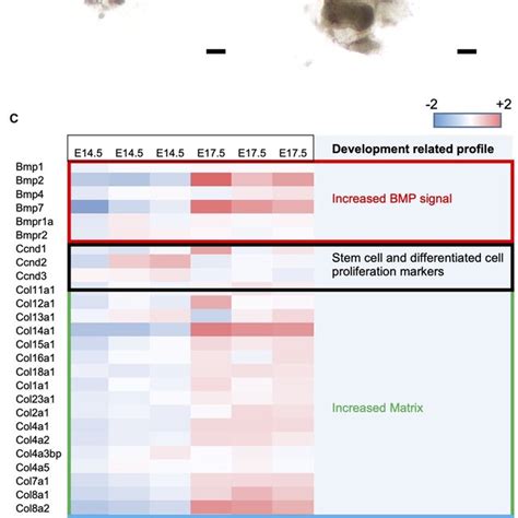 Profiling The Expression Of Candidate Genes In The Developing Dental Download Scientific
