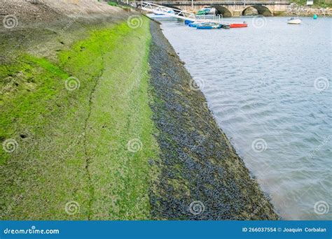 Layers Of Algae Of Different Species Adhered To The Edges Of The Cement