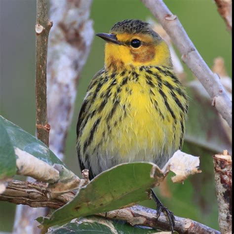Cape May Warbler Audubon