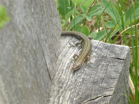 Breath Of The Wild Hightail Lizard Location Sightryte