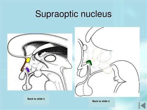 Ppt The Interactive Hypothalamus 1 Powerpoint Presentation Free Download Id681290