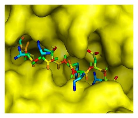 Docking To Predict The Binding Of Predicted And Control Epitopes To Mhc