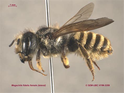 Megachilidae
