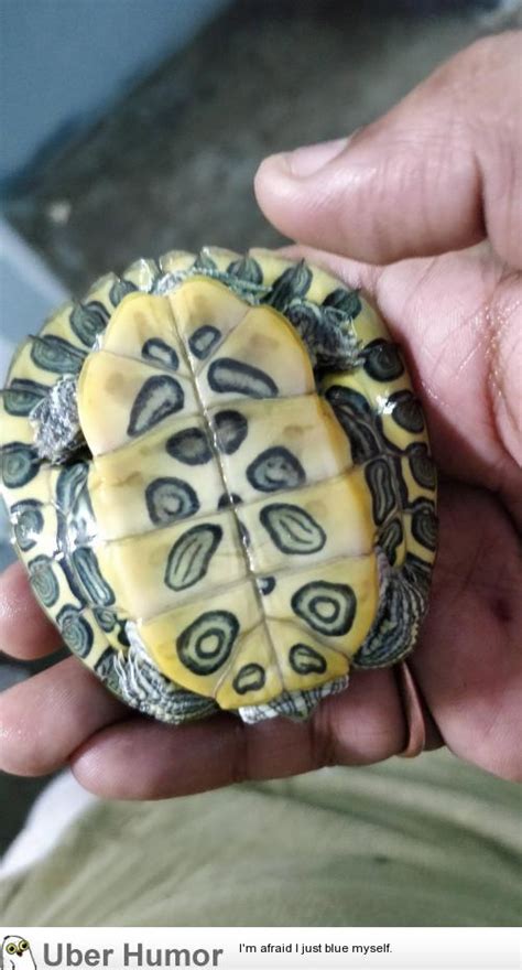 My Turtle Has A Smiley Face In Its Shell Belly Funny Pictures