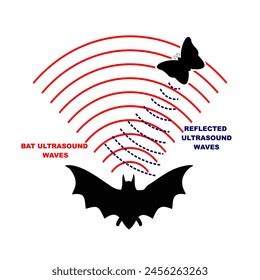 12 Moth Echolocation Stock Vectors And Vector Art Shutterstock
