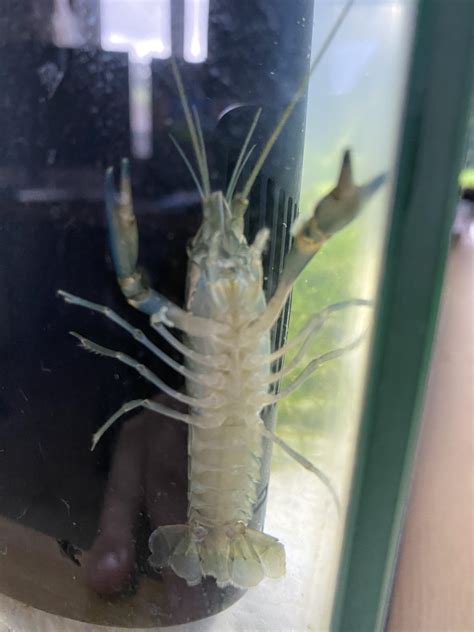 Male Or Female Australian Redclaw Rcrayfish